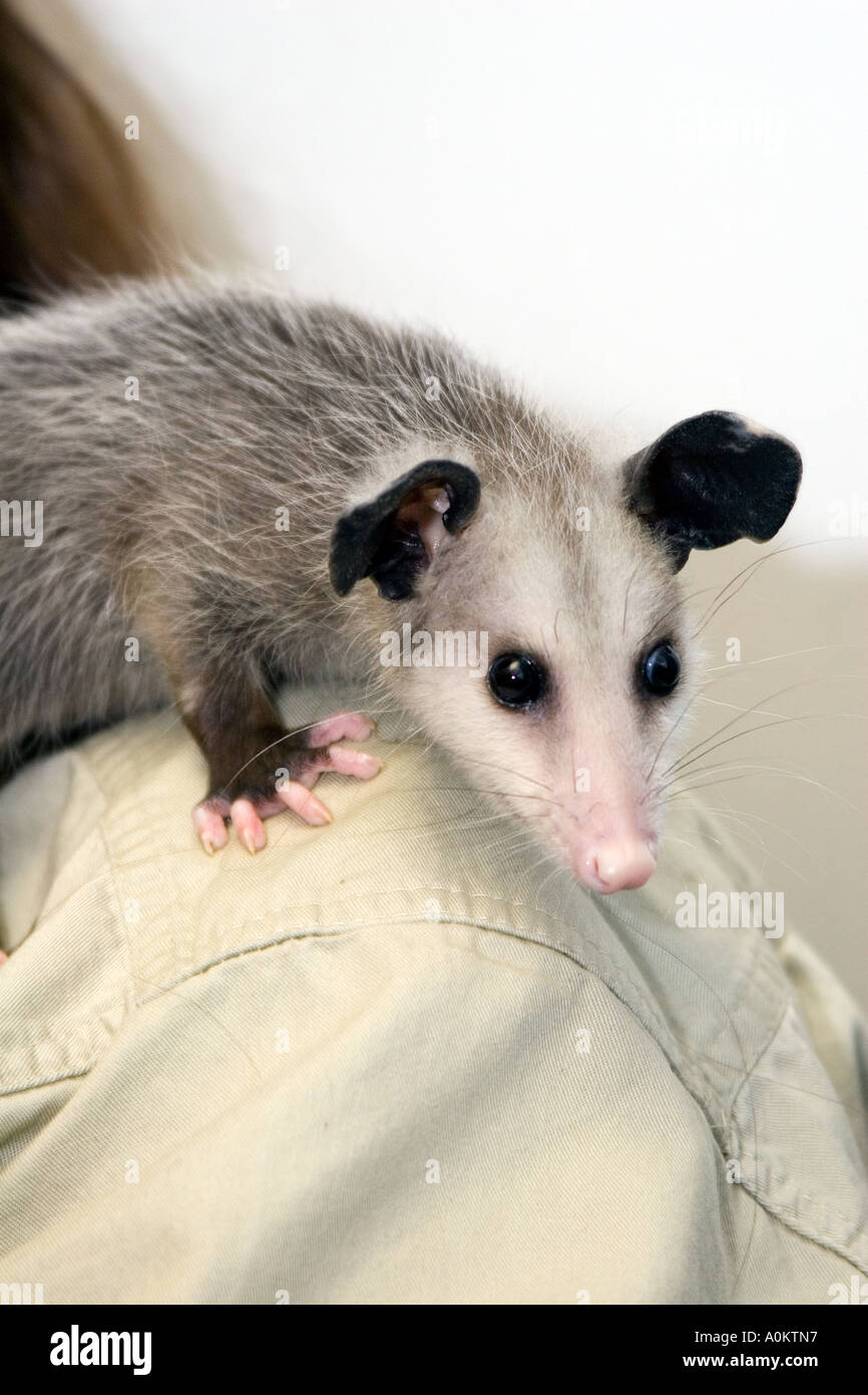 Baby opossum on the shoulder of a naturalist Stock Photo - Alamy