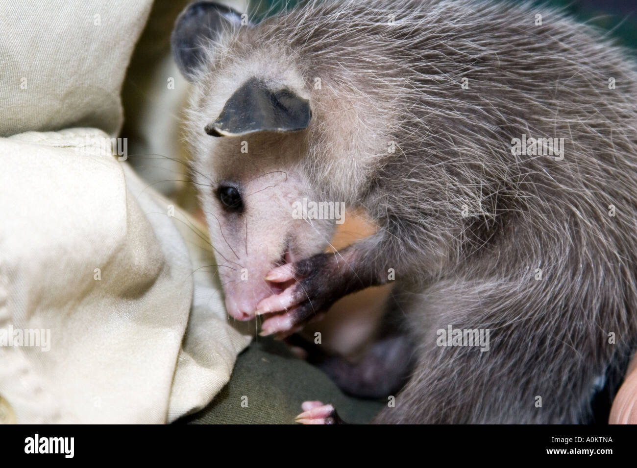 Baby opossum cleaning itself Stock Photo - Alamy