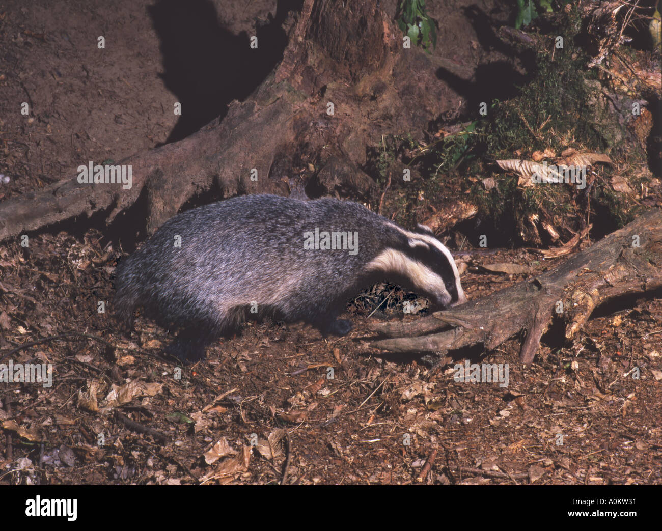 Insects under log hi-res stock photography and images - Alamy