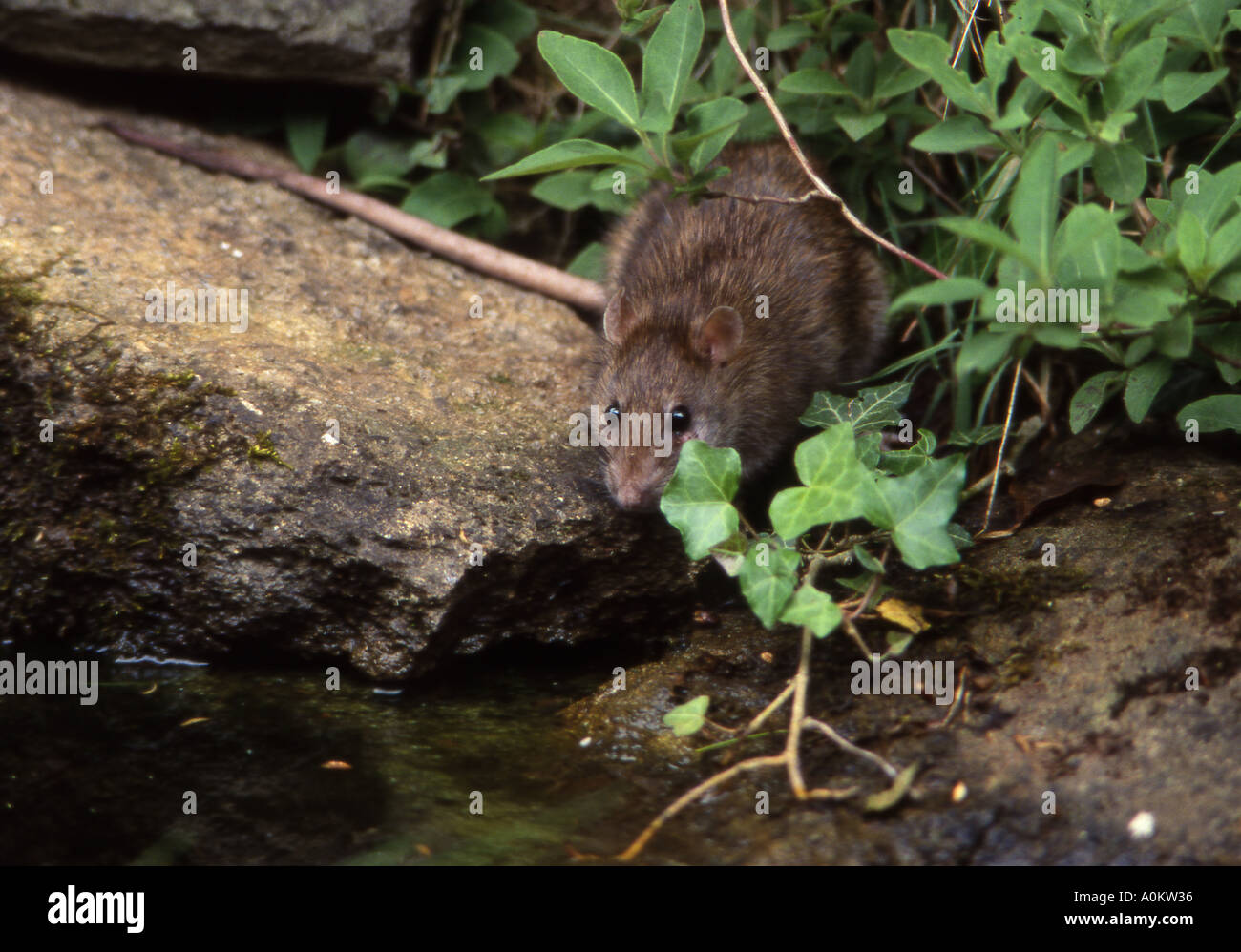 Rat drinking hi-res stock photography and images - Alamy