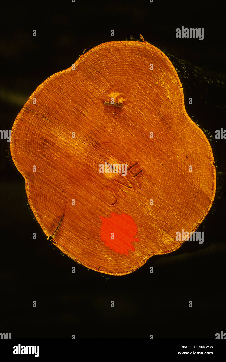 Tree trunk marking Stock Photo - Alamy