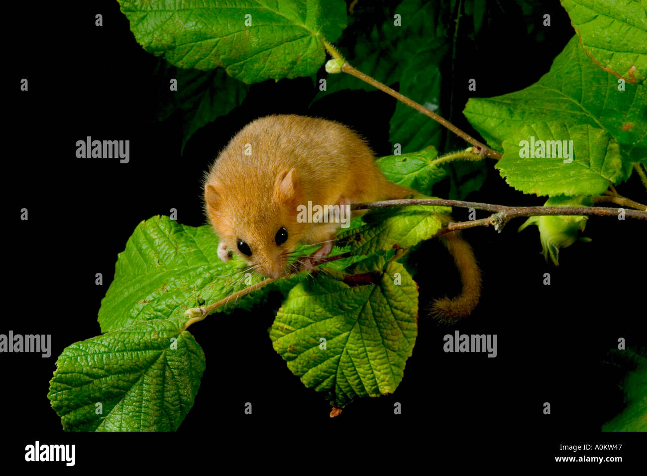 Climbing hazel hi-res stock photography and images - Alamy