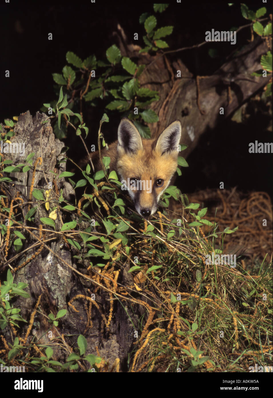 Red Fox. Cub behind honeysuckle September Surrey England Stock Photo ...