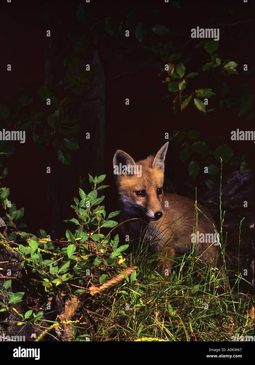 Red Fox. Cub July Surrey England Stock Photo - Alamy