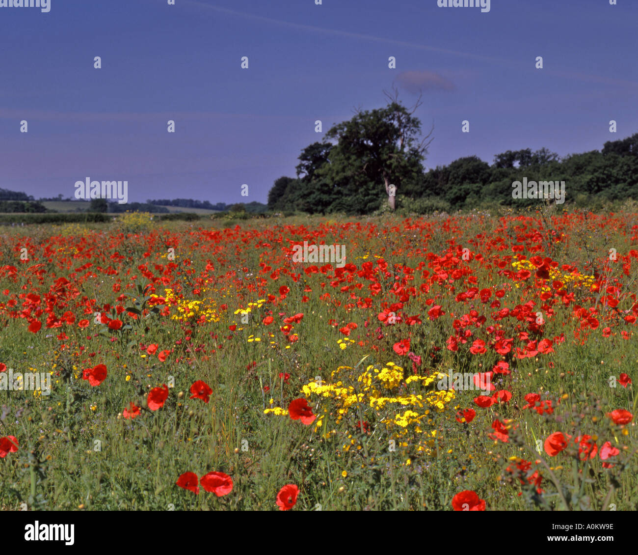 Poppies and other agricultural weeds in set'aside field. Hog's Back Nr ...