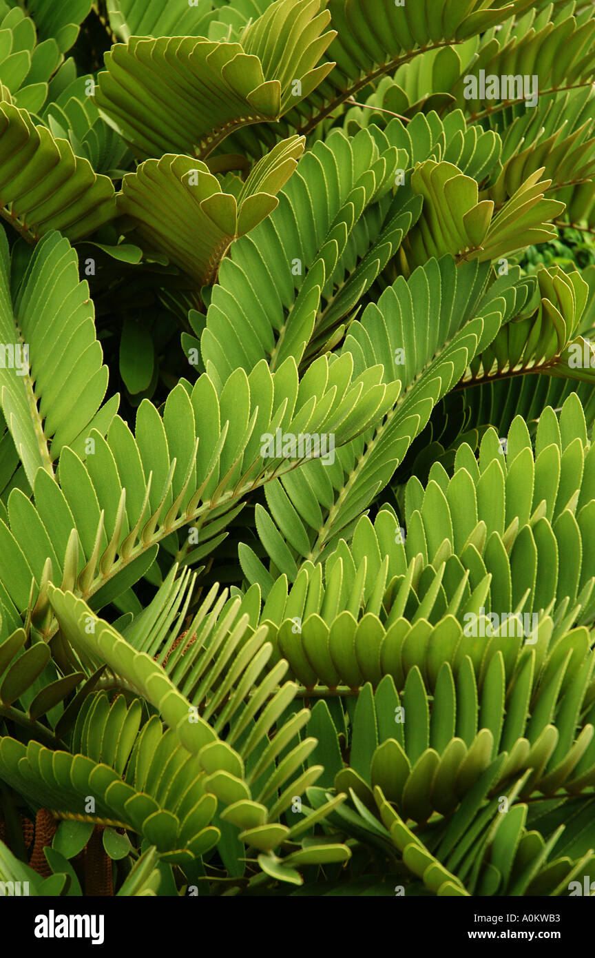 Cycadophyta Cycad ancient tree fronds Queensland Australia dsca 0495 ...