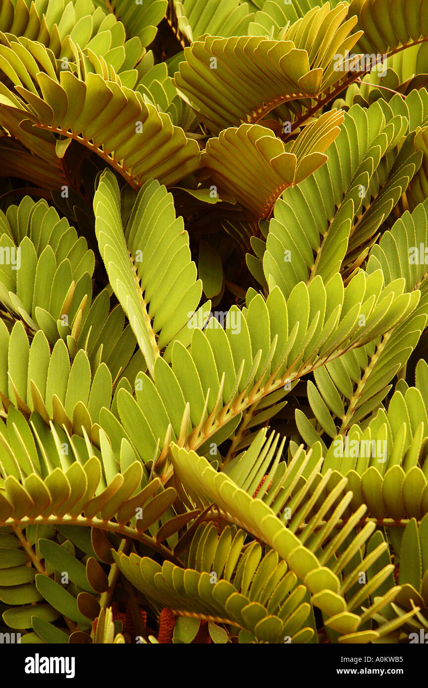 Cycadophyta Cycad ancient tree fronds Queensland Australia dsca 0496 ...