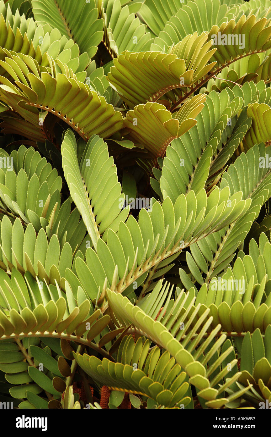 Cycadophyta Cycad ancient tree fronds Queensland Australia dsca 0497 ...