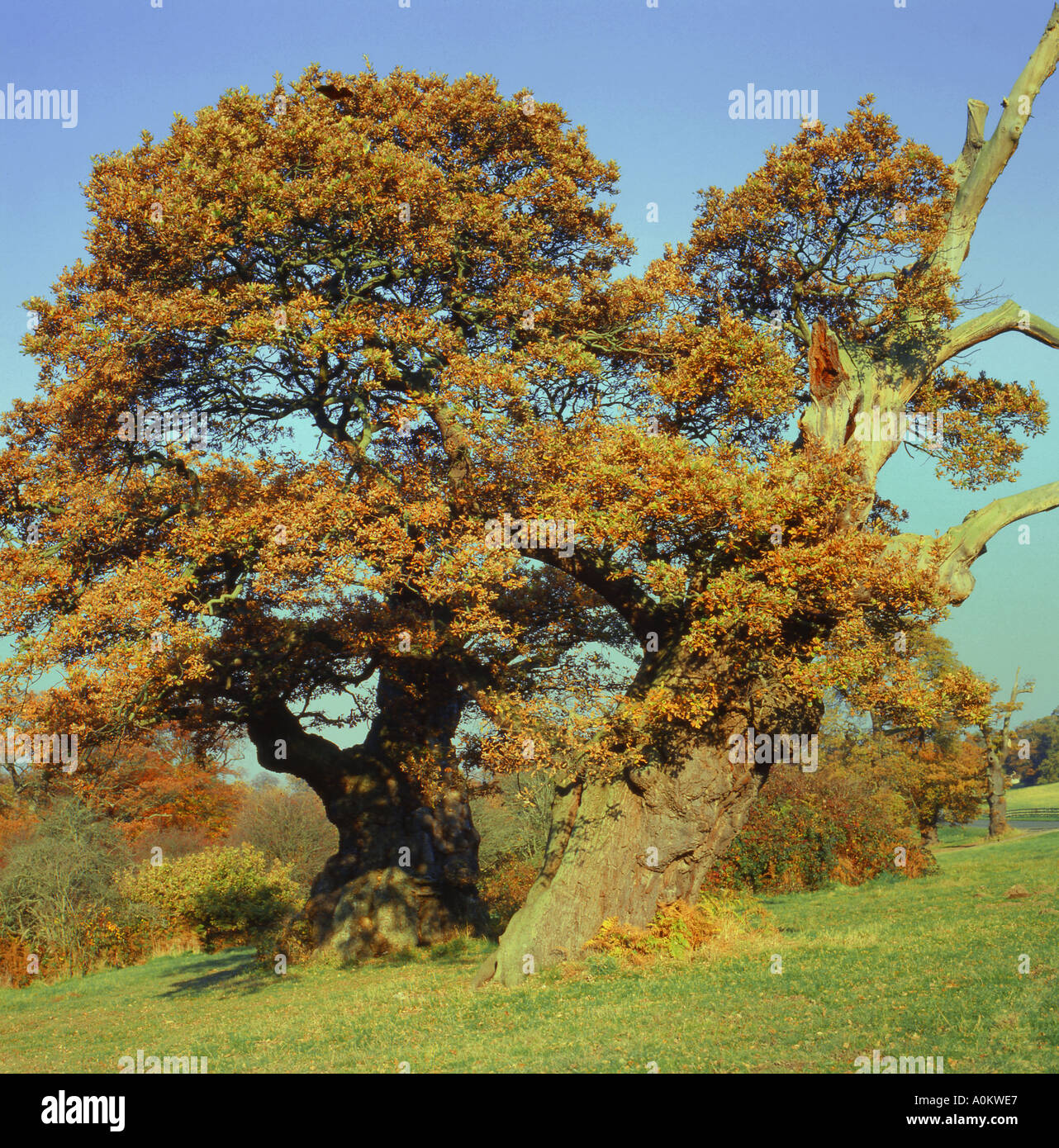Ancient pollarded Oaks Dodders Windsor Great Park Berkshire England ...
