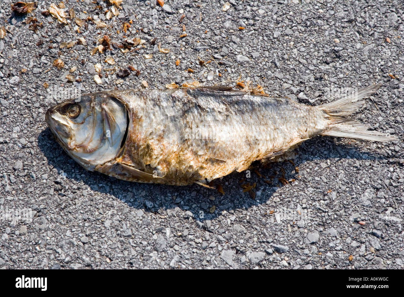 Dead fish left in the road after Hurricane Katrina in Louisiana Stock ...