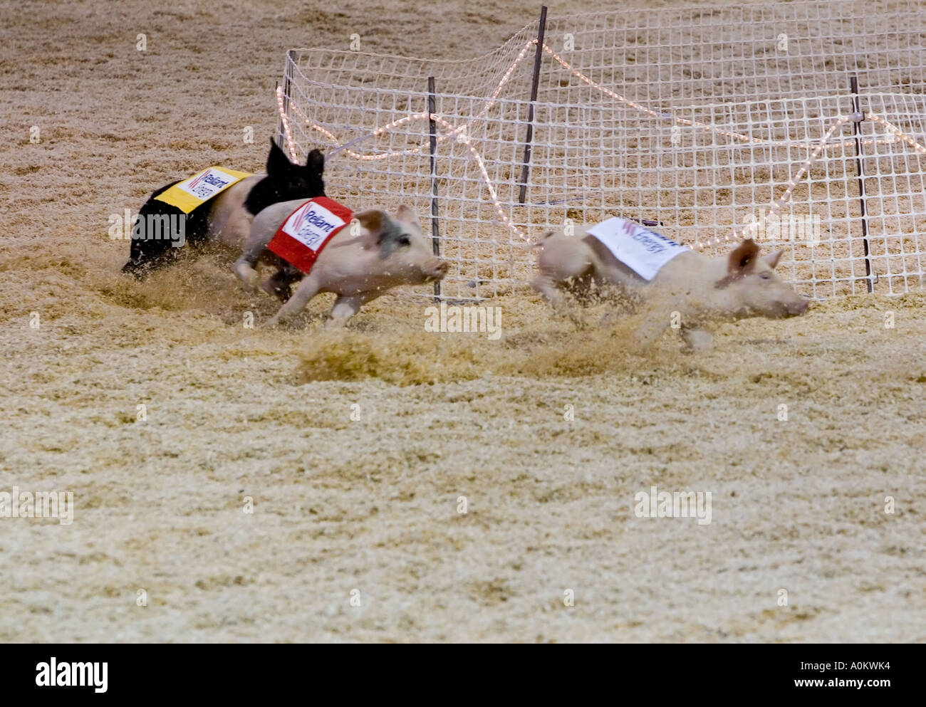 Pig racing hi-res stock photography and images - Alamy