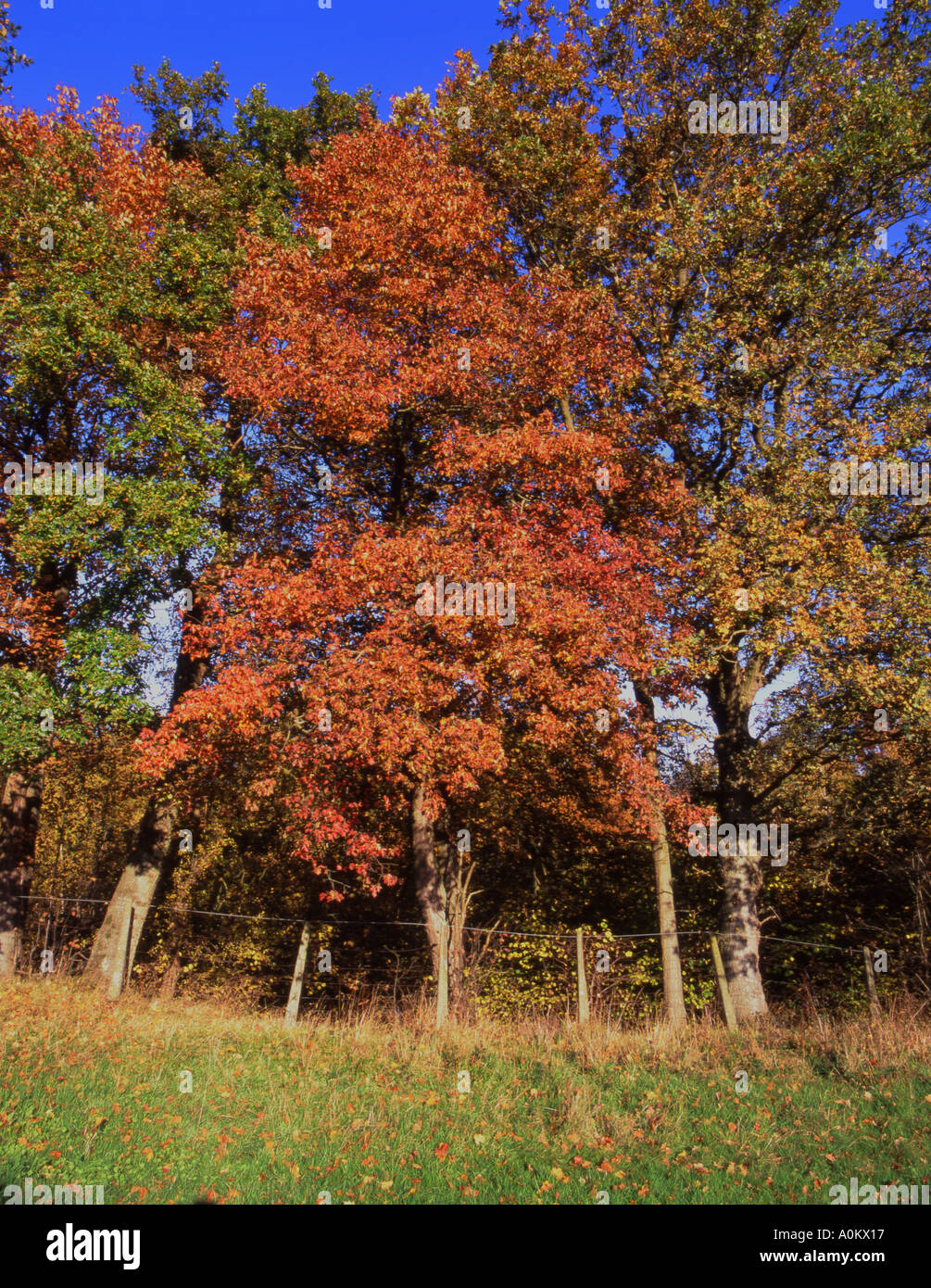 Wild service trees sorbus torminalis hi-res stock photography and ...