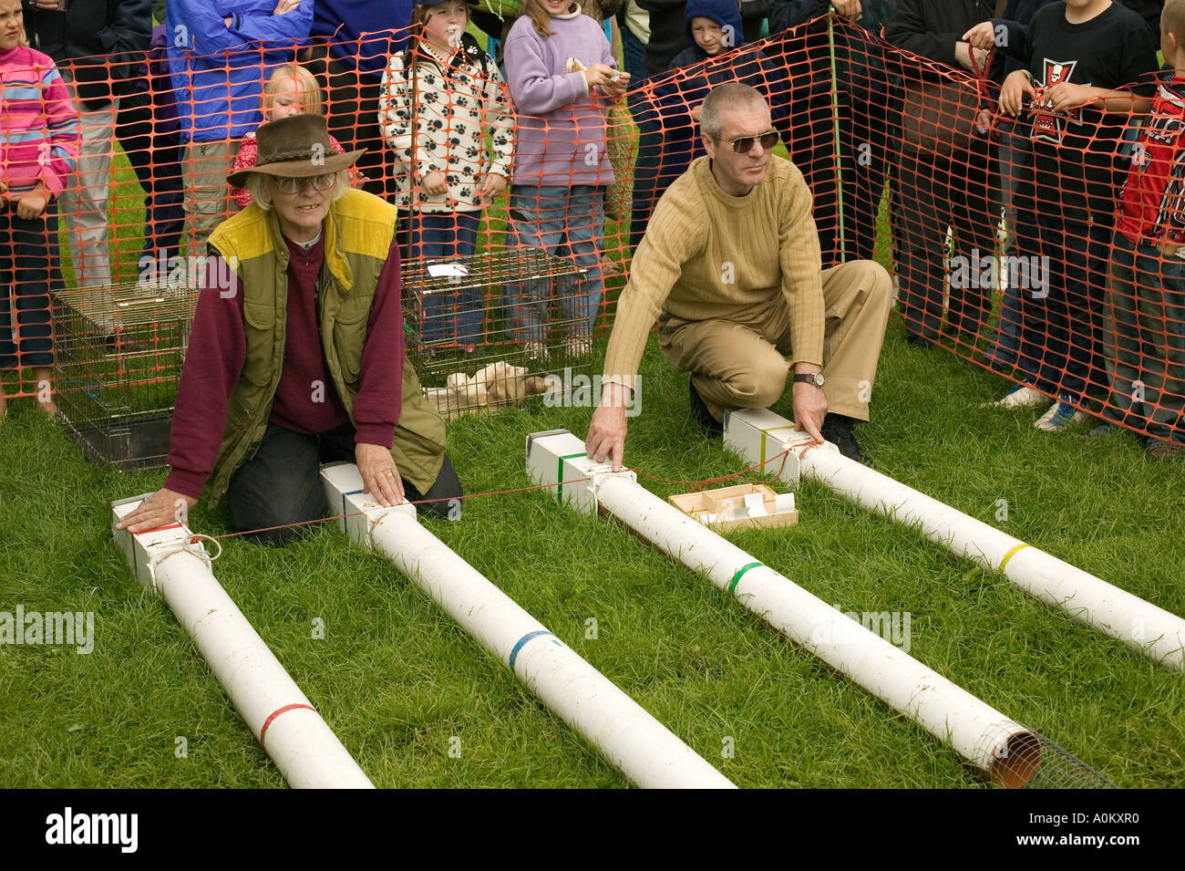Ferret racing hi-res stock photography and images - Alamy