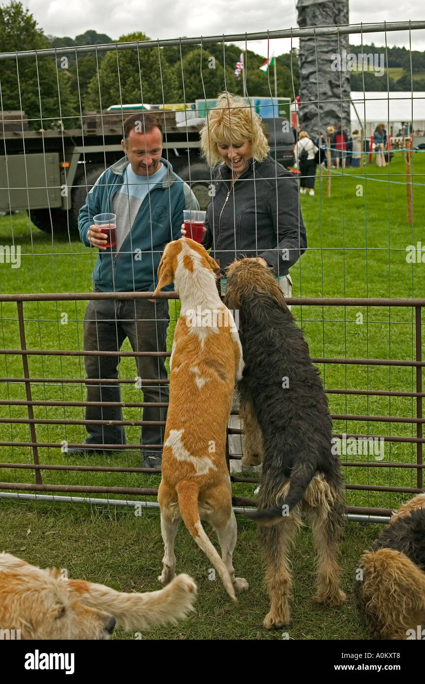 Hounds show hi-res stock photography and images - Alamy