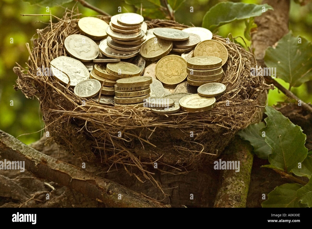a bird s nest filled with gold coins Stock Photo - Alamy