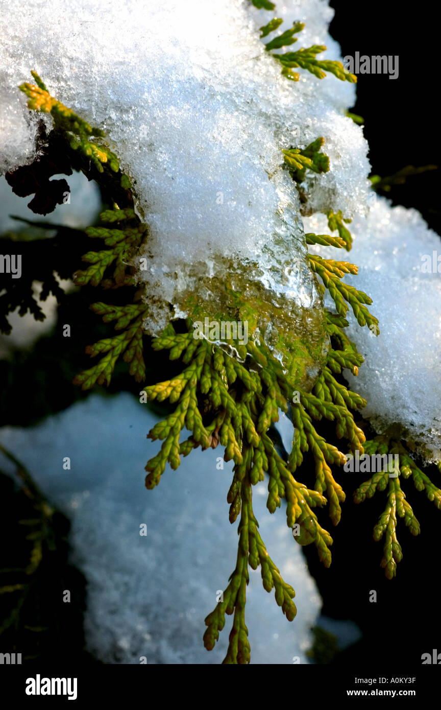 Snow on Leyland cypress Stock Photo - Alamy