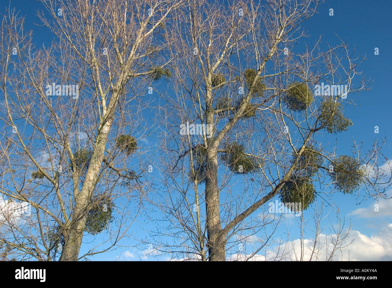 Magical mistletoe hi-res stock photography and images - Alamy