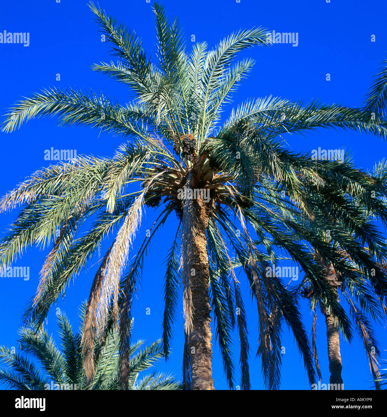 Kebili tunisia tree hi-res stock photography and images - Alamy