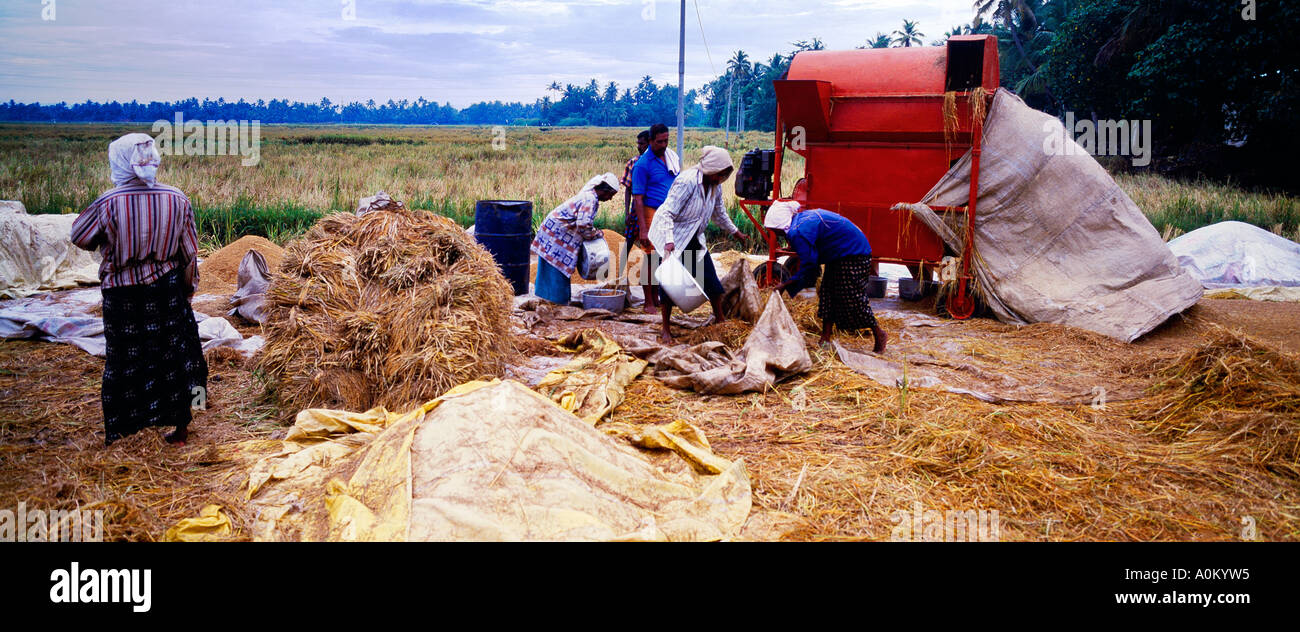 Kerala India Workers Rice Harvesting Stock Photo - Alamy