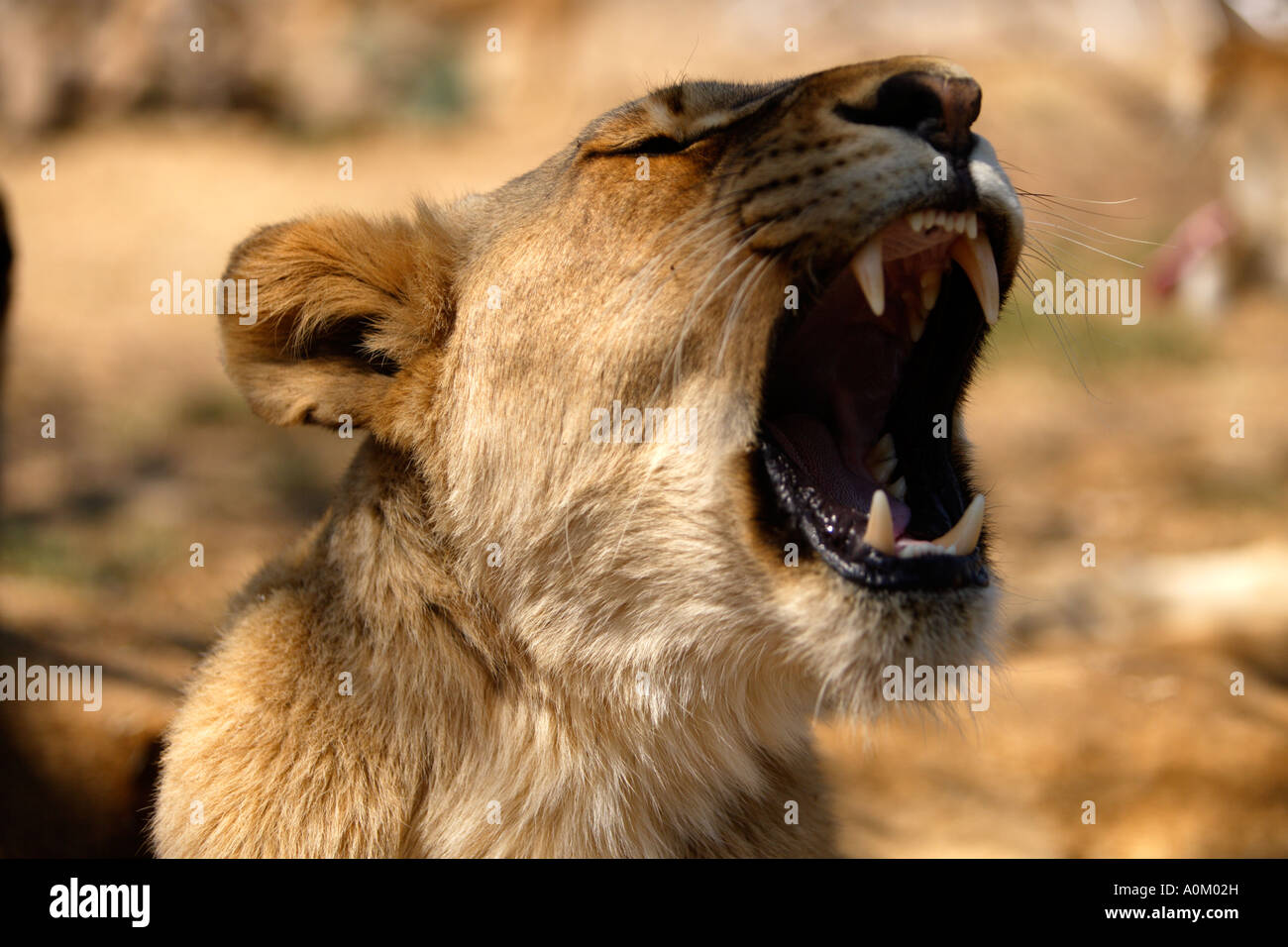 Grumpy lion hi-res stock photography and images - Alamy