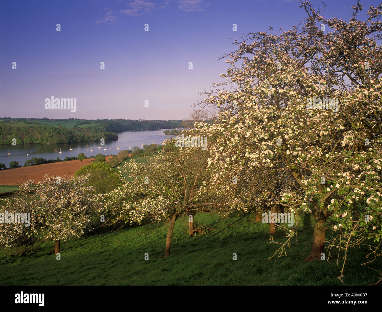 Devon apple tree hi-res stock photography and images - Alamy