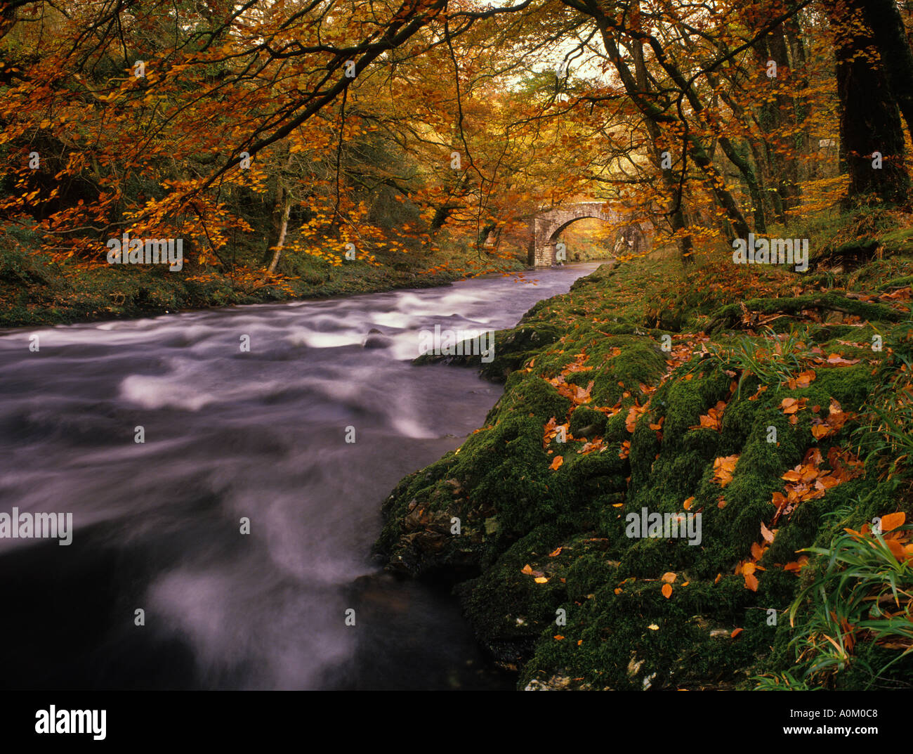 River Dart at Holne Bridge Dartmoor England UK Stock Photo - Alamy