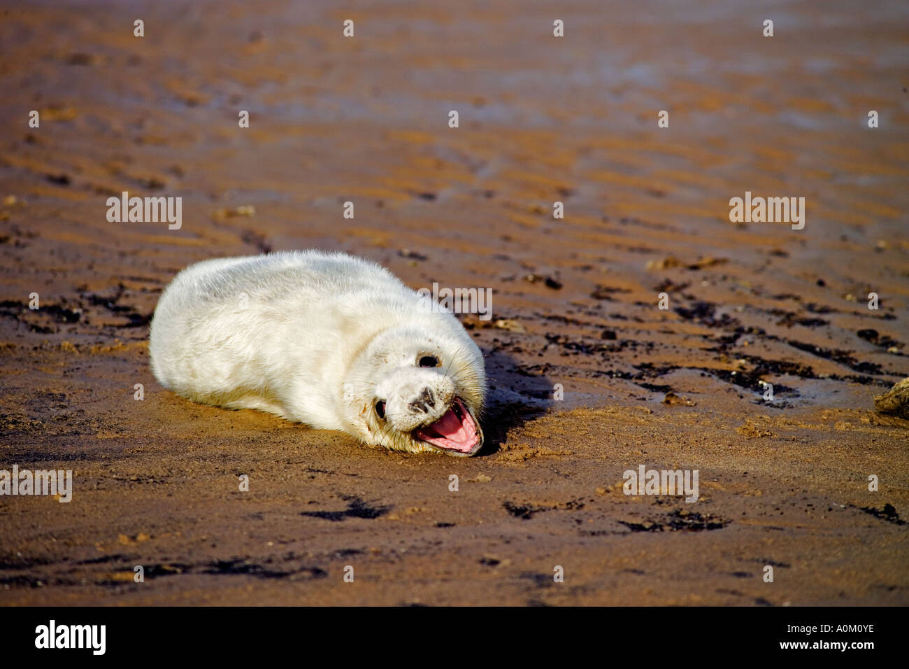 Harp Seal Pup Crying