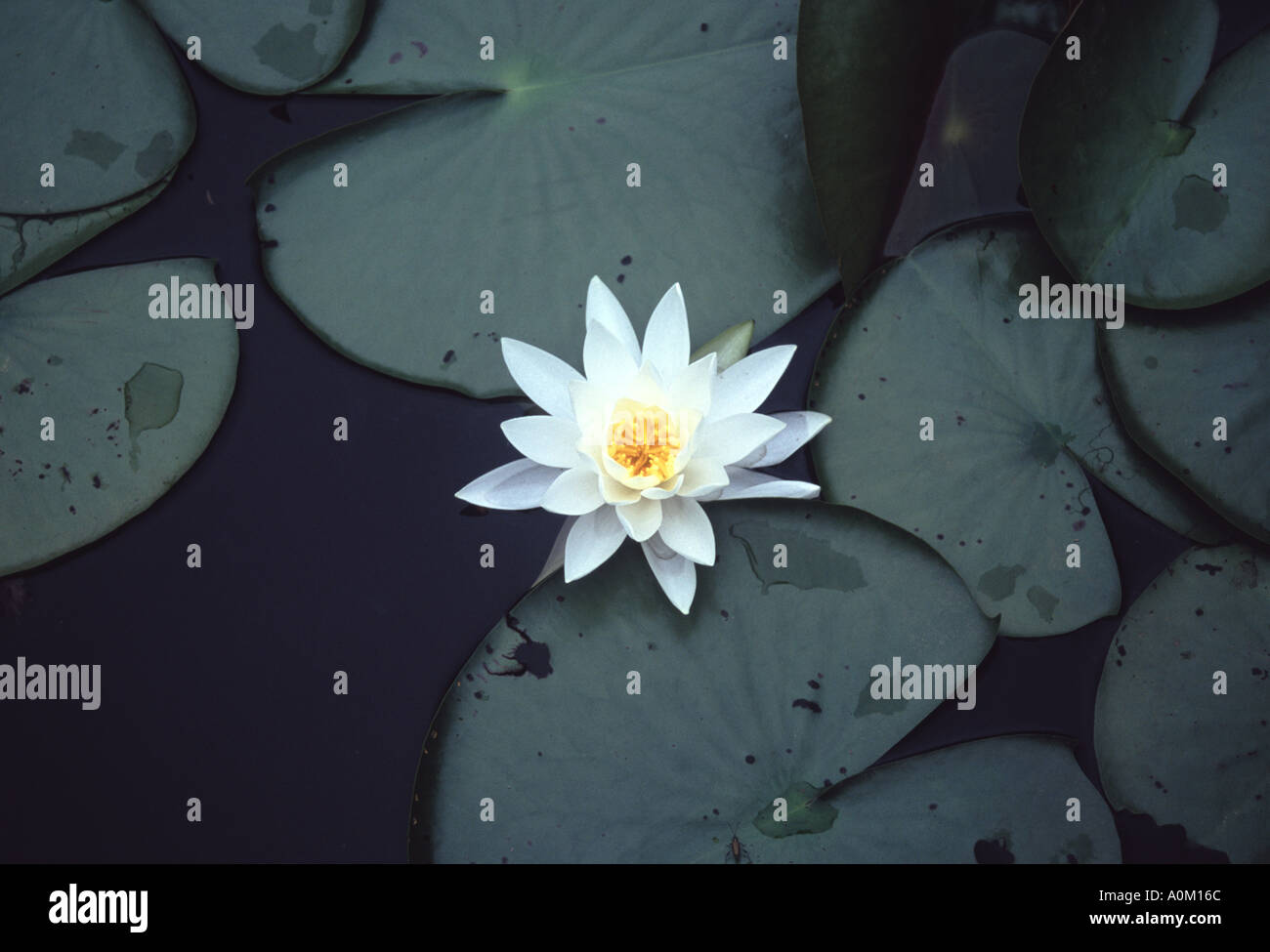 Water lilies lotus at Walney Pond Eleanor C Lawrence Park Fairfax ...