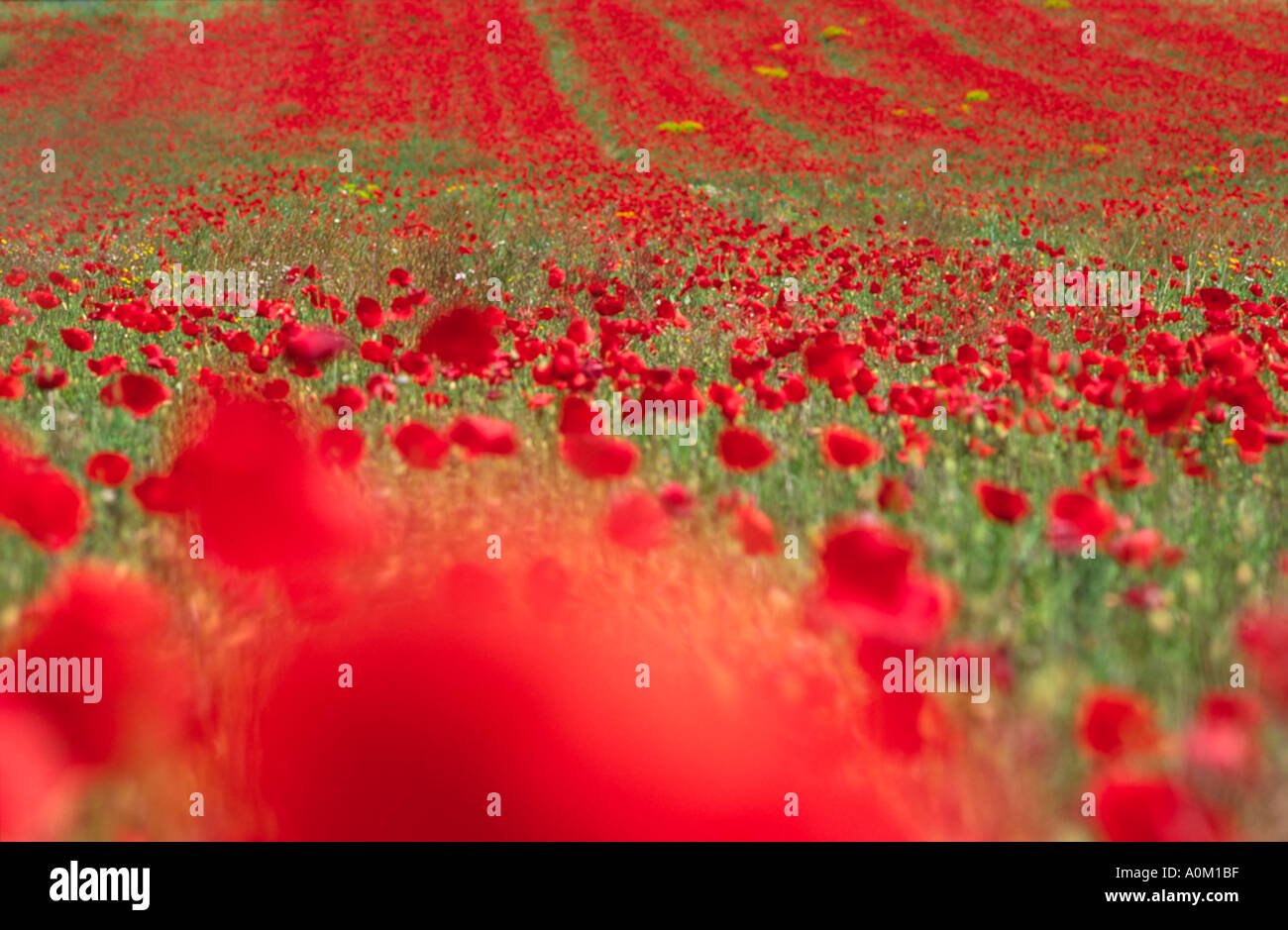 Carpet of poppies in french field hi-res stock photography and images ...