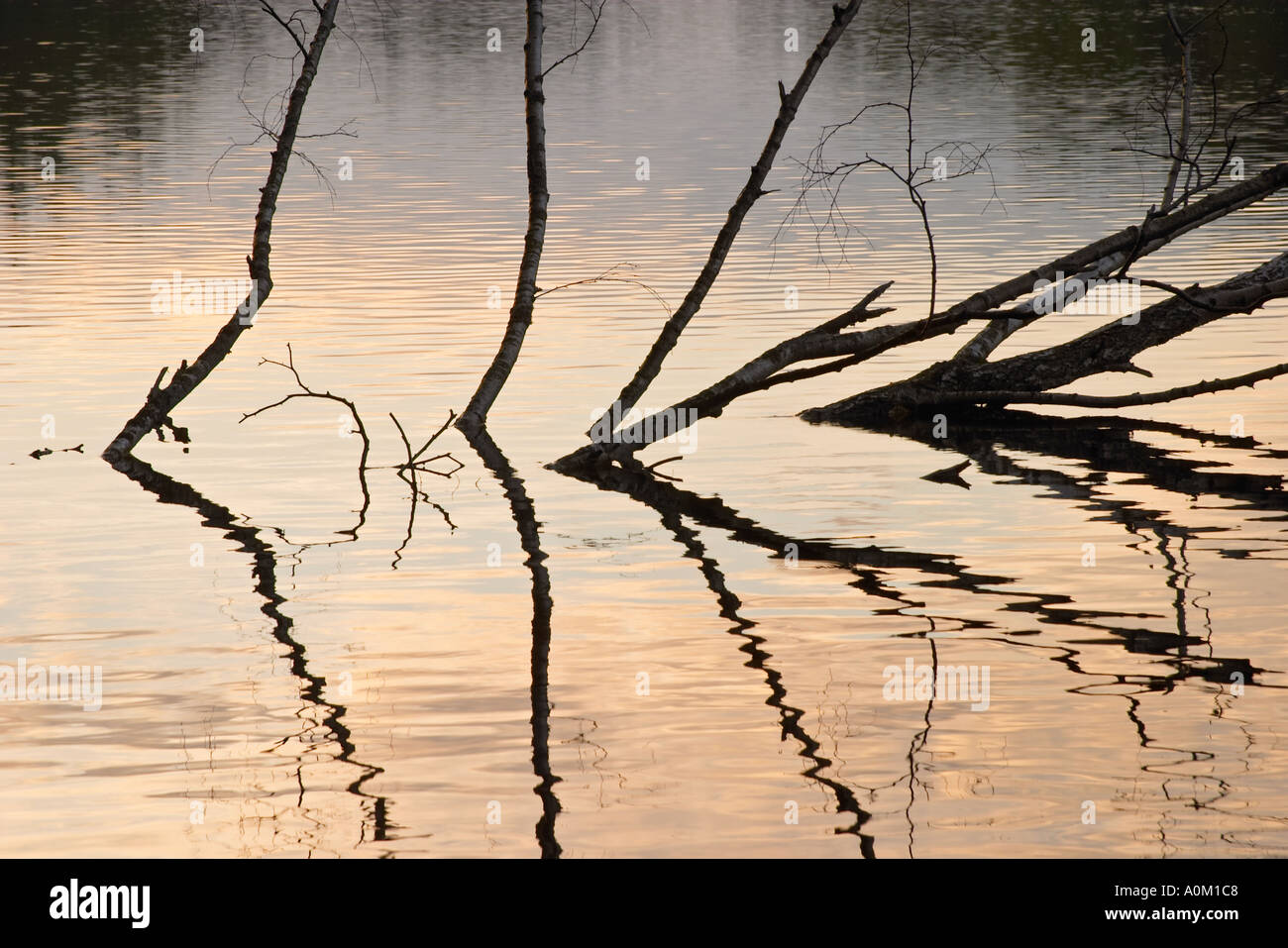 Withered trees reflection in the warm light of sunset Stock Photo - Alamy