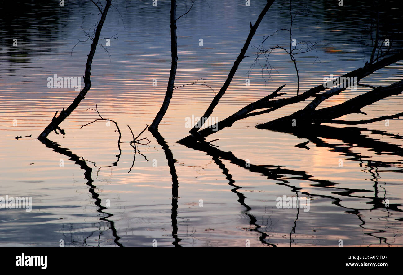 Withered trees reflection in the warm light of sunset Stock Photo - Alamy