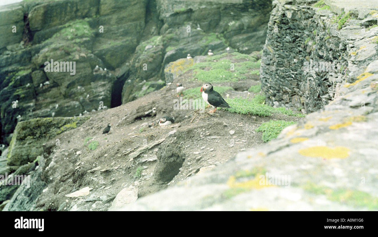Skellig IslandsA puffin on Skellig Michael, Kerry, Ireland Stock Photo ...