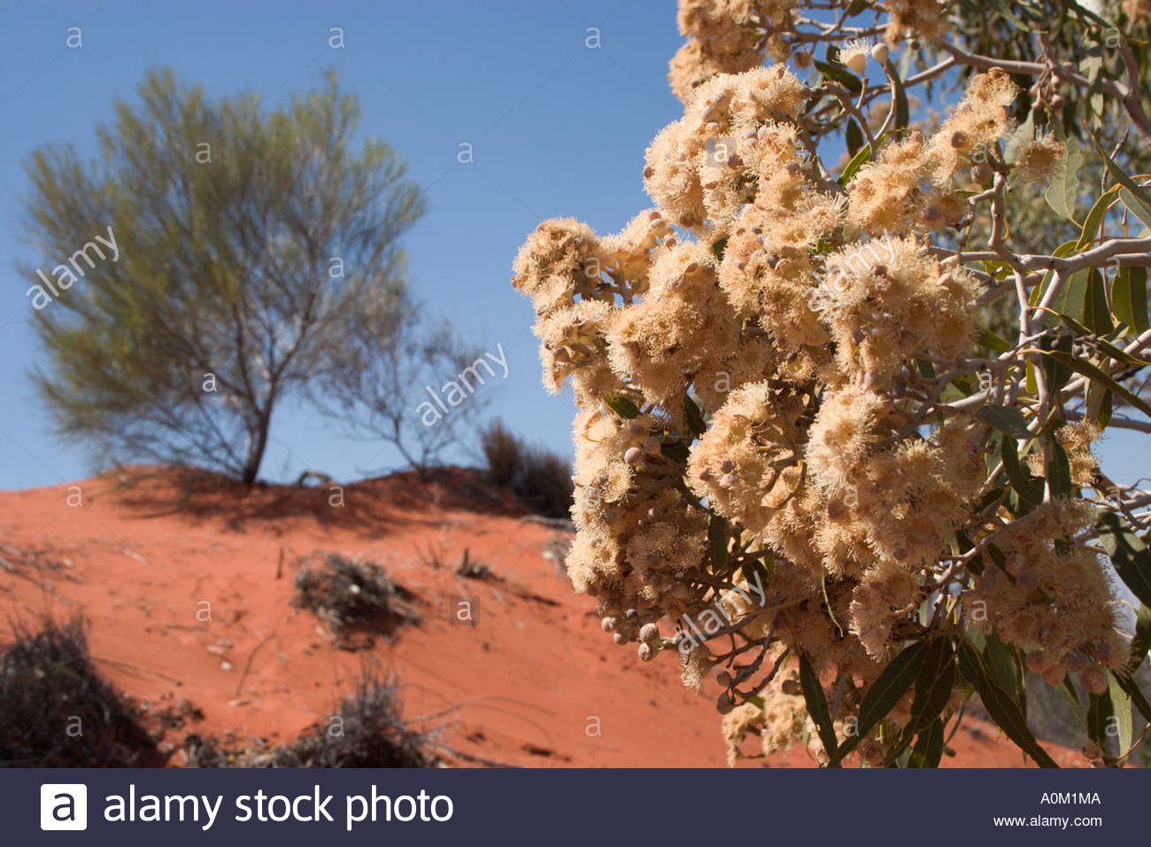 Bloodwood Tree Stock Photos & Bloodwood Tree Stock Images - Alamy