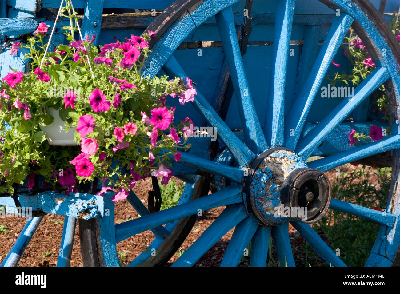 Cartwheel and flowers Stock Photo - Alamy