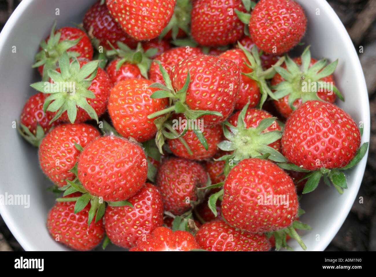Organically grown strawberries fragaria ananassa variety Elsanta in a ...