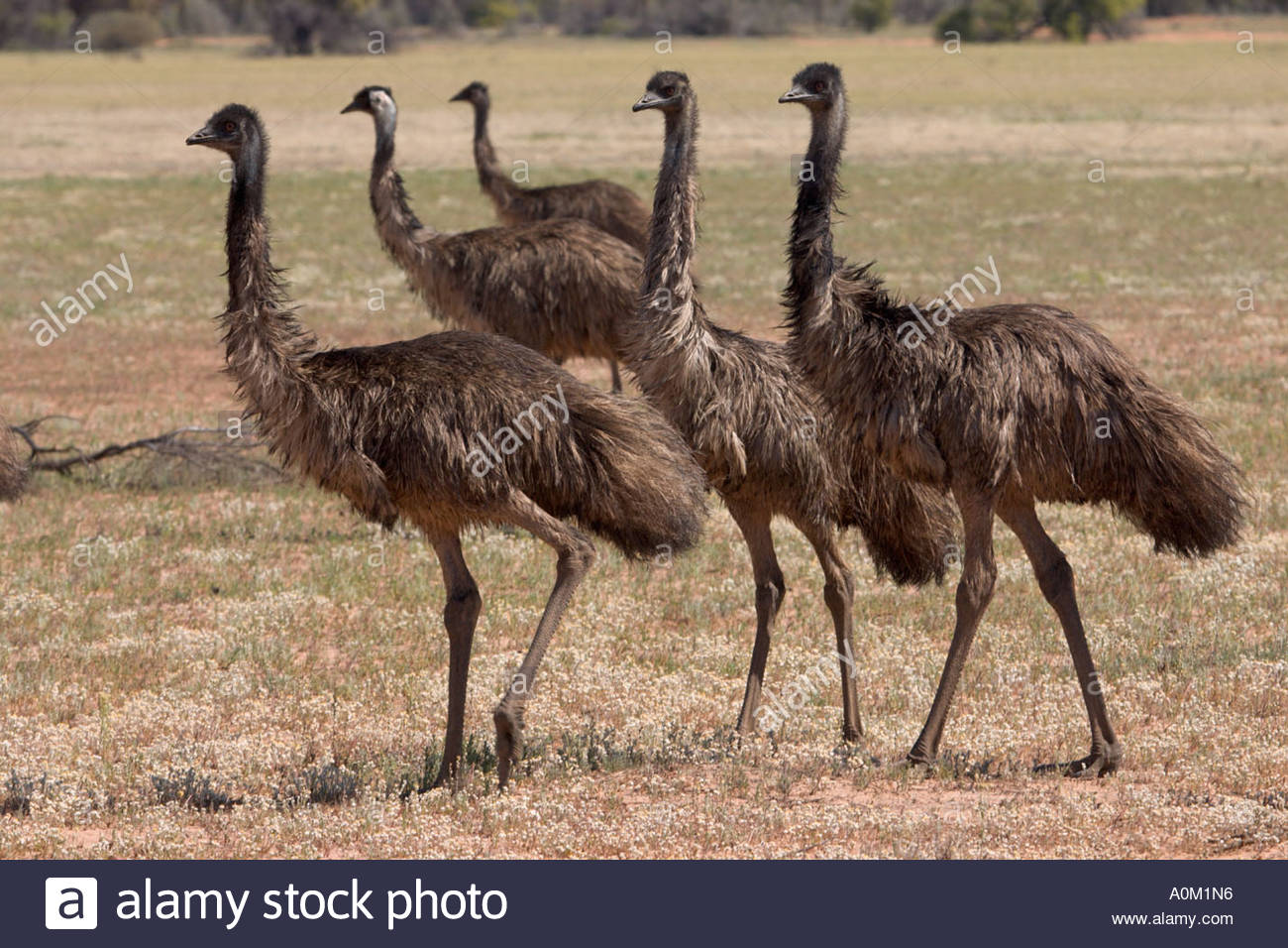 Jundah Stock Photos & Jundah Stock Images - Alamy