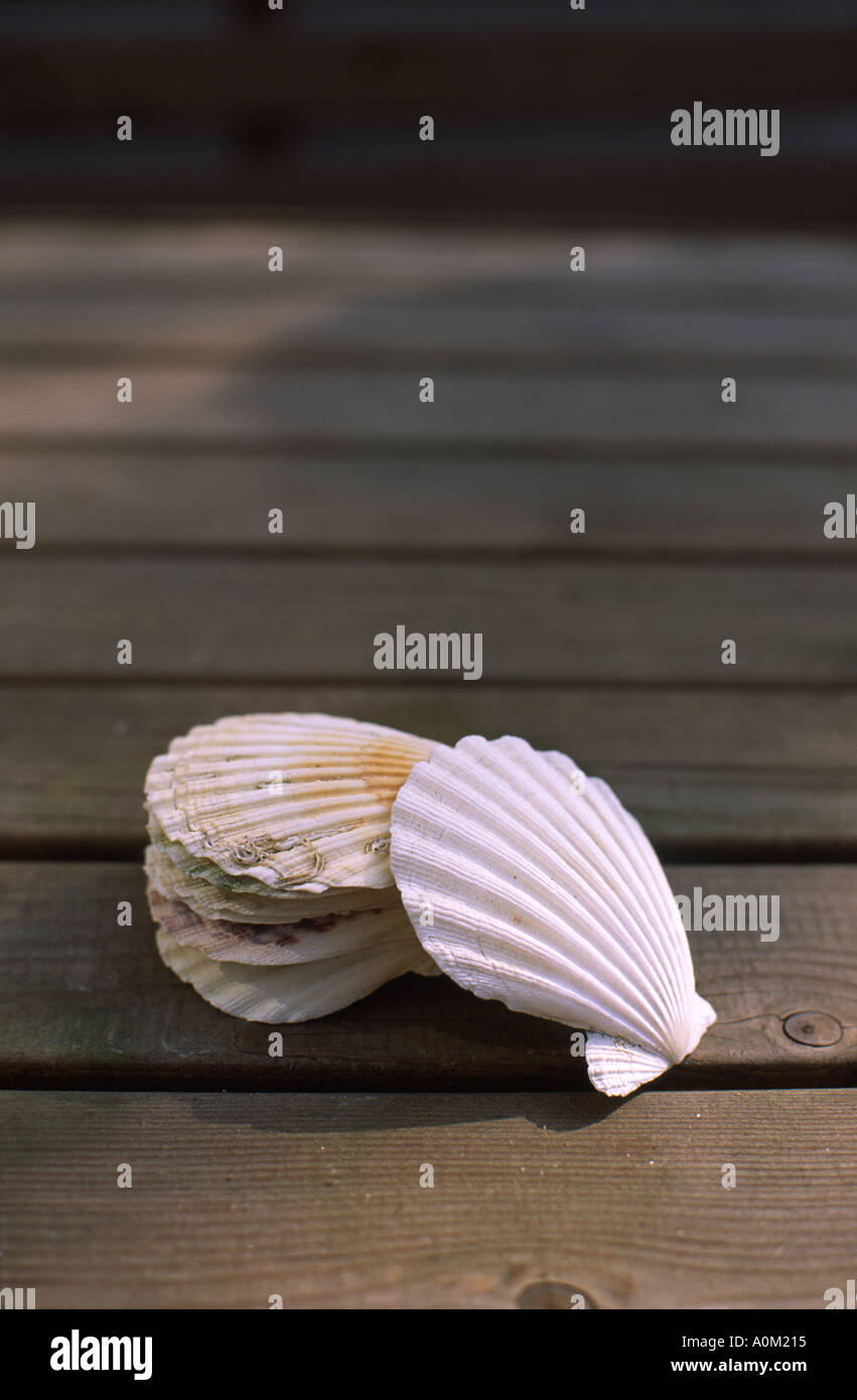 Coastal garden shells hi-res stock photography and images - Alamy