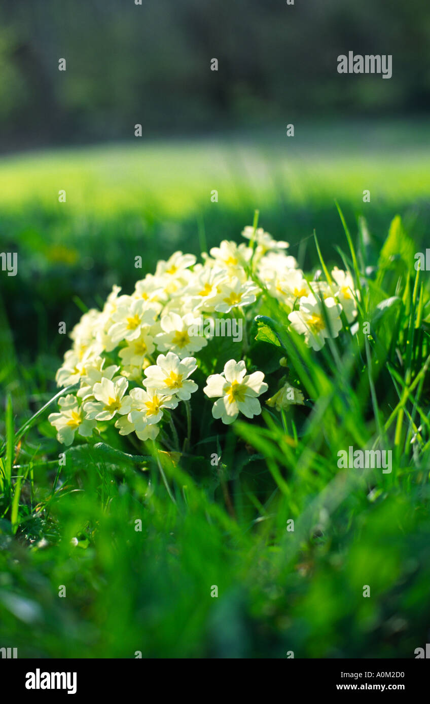 Primrose uk wild flower hi-res stock photography and images - Alamy