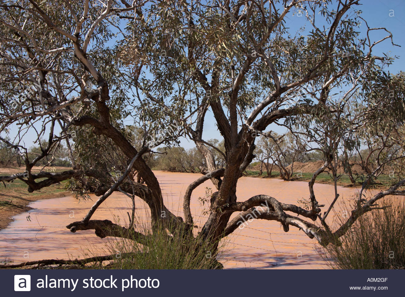 Coolibah Tree Stock Photos & Coolibah Tree Stock Images - Alamy