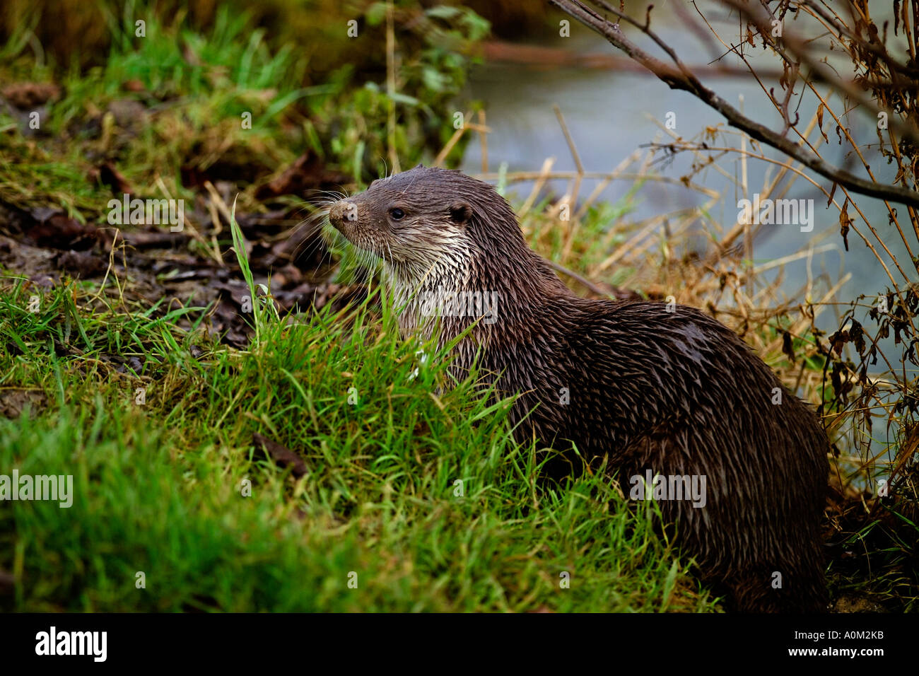 Otter (Lutra lutra Stock Photo - Alamy