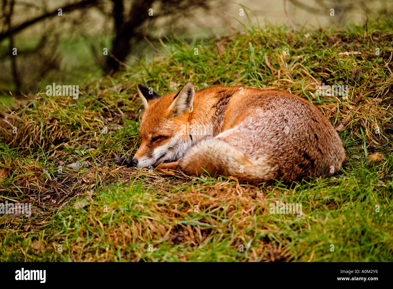 Fox (Vulpes vulpes) sleeping Stock Photo - Alamy