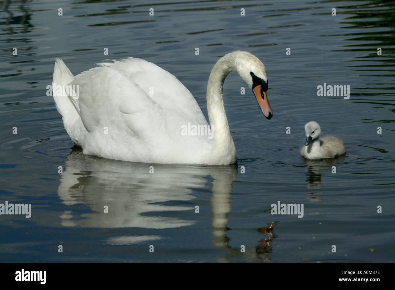 Mother and Baby swan Stock Photo - Alamy