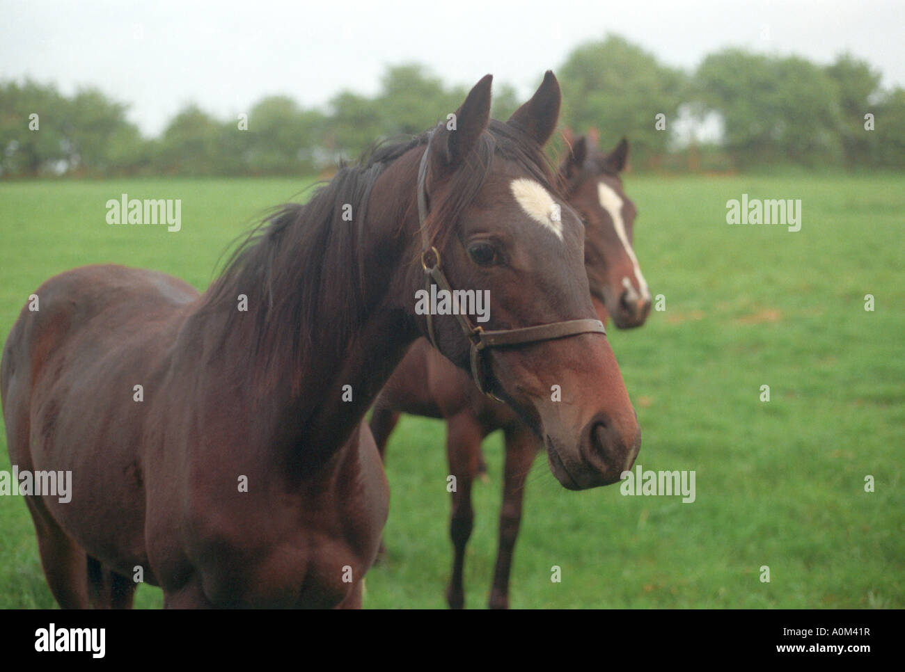 horses at a stud farm in county meath ireland Stock Photo - Alamy