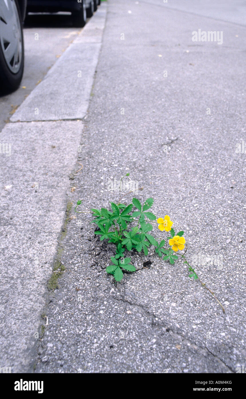 Flower breaking growing through asphalt surface Stock Photo - Alamy