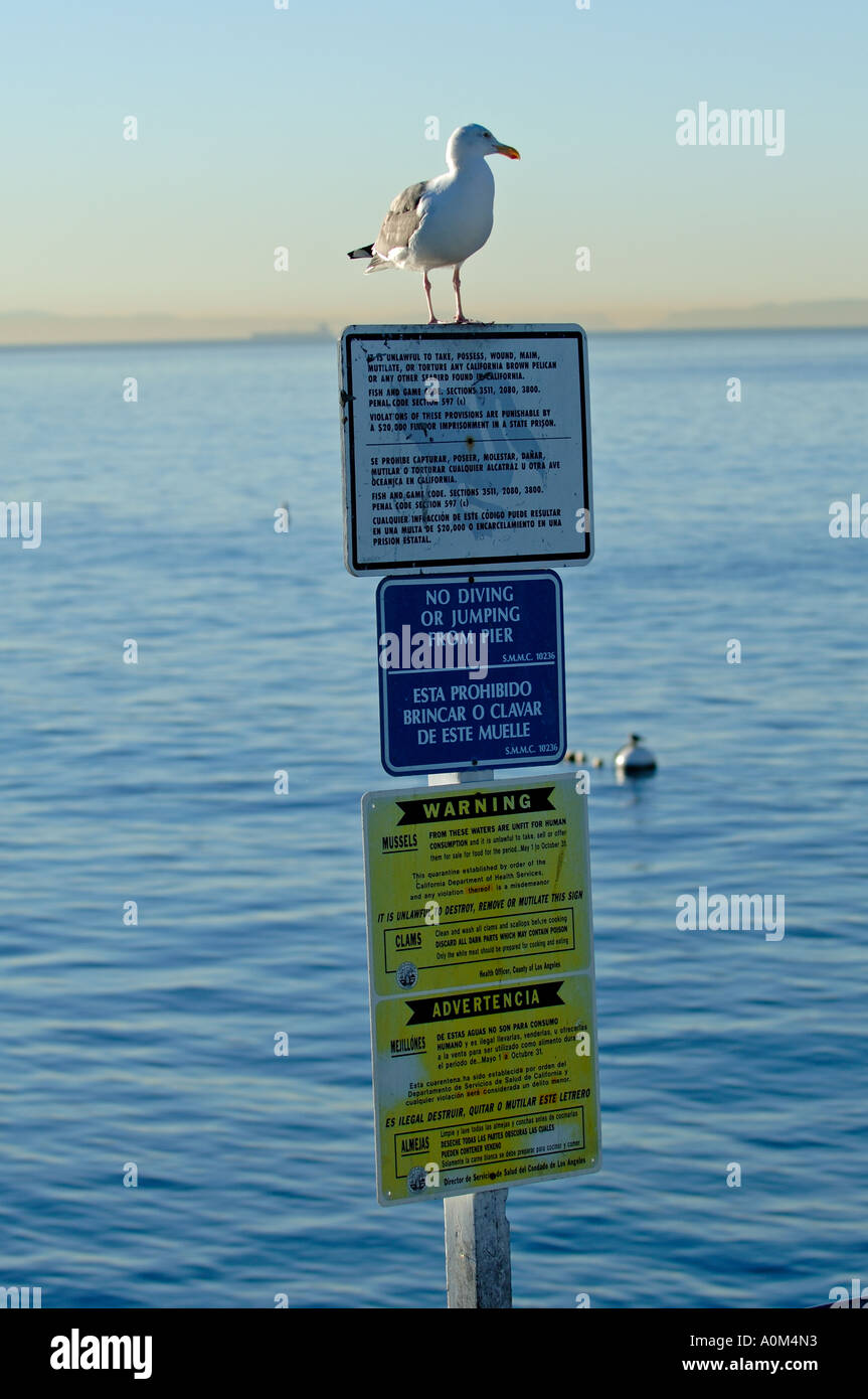 Seagull on top of regulatory signs in Santa Monica Pier CALIFORNIA ...