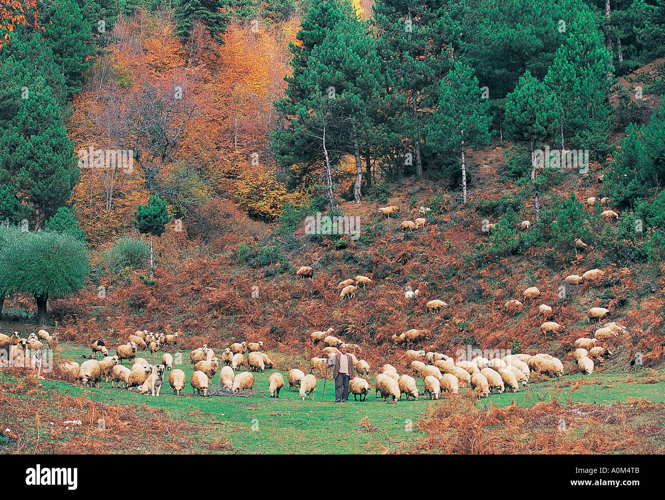 Sheep herding in Bolu Mountains, West Black Sea Turkey Stock Photo - Alamy