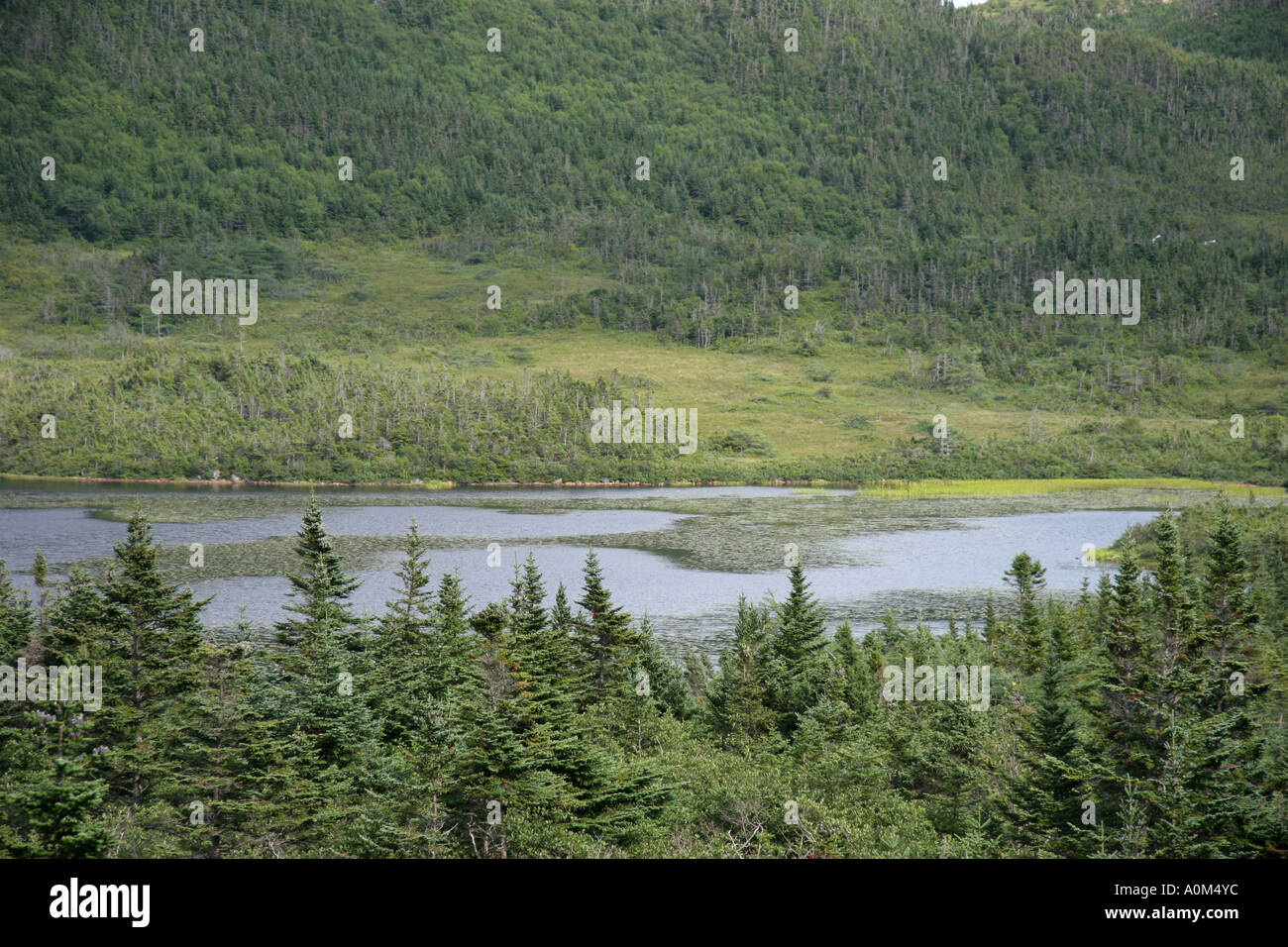 Freshwater Pond at Hermitage, Newfoundland Stock Photo - Alamy