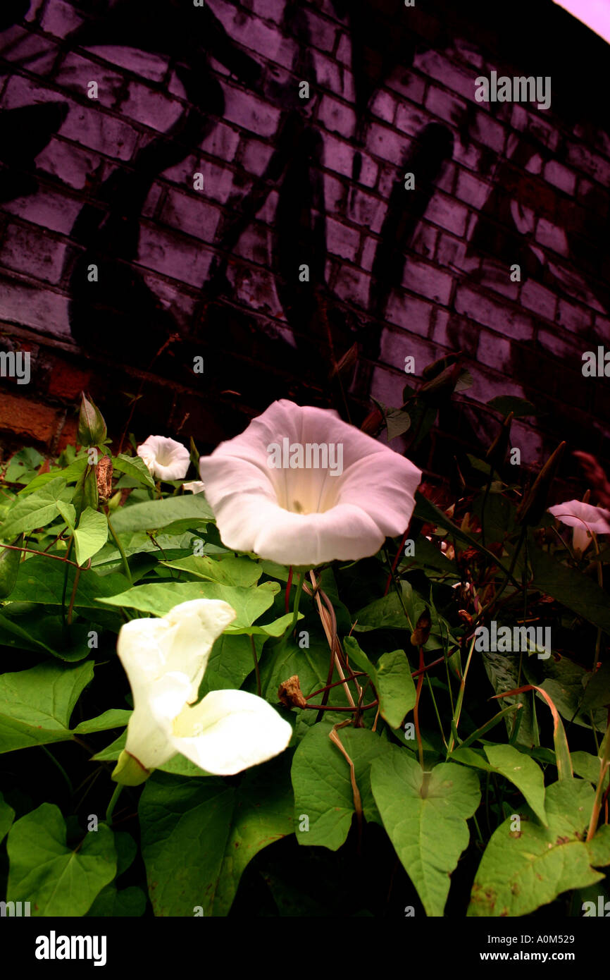 white flower in urban setting Stock Photo - Alamy