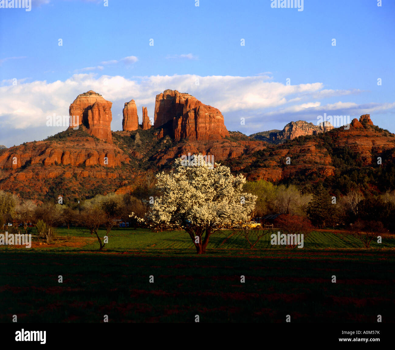 Spring blooms highlight a small fruit tree against a red rock formation ...