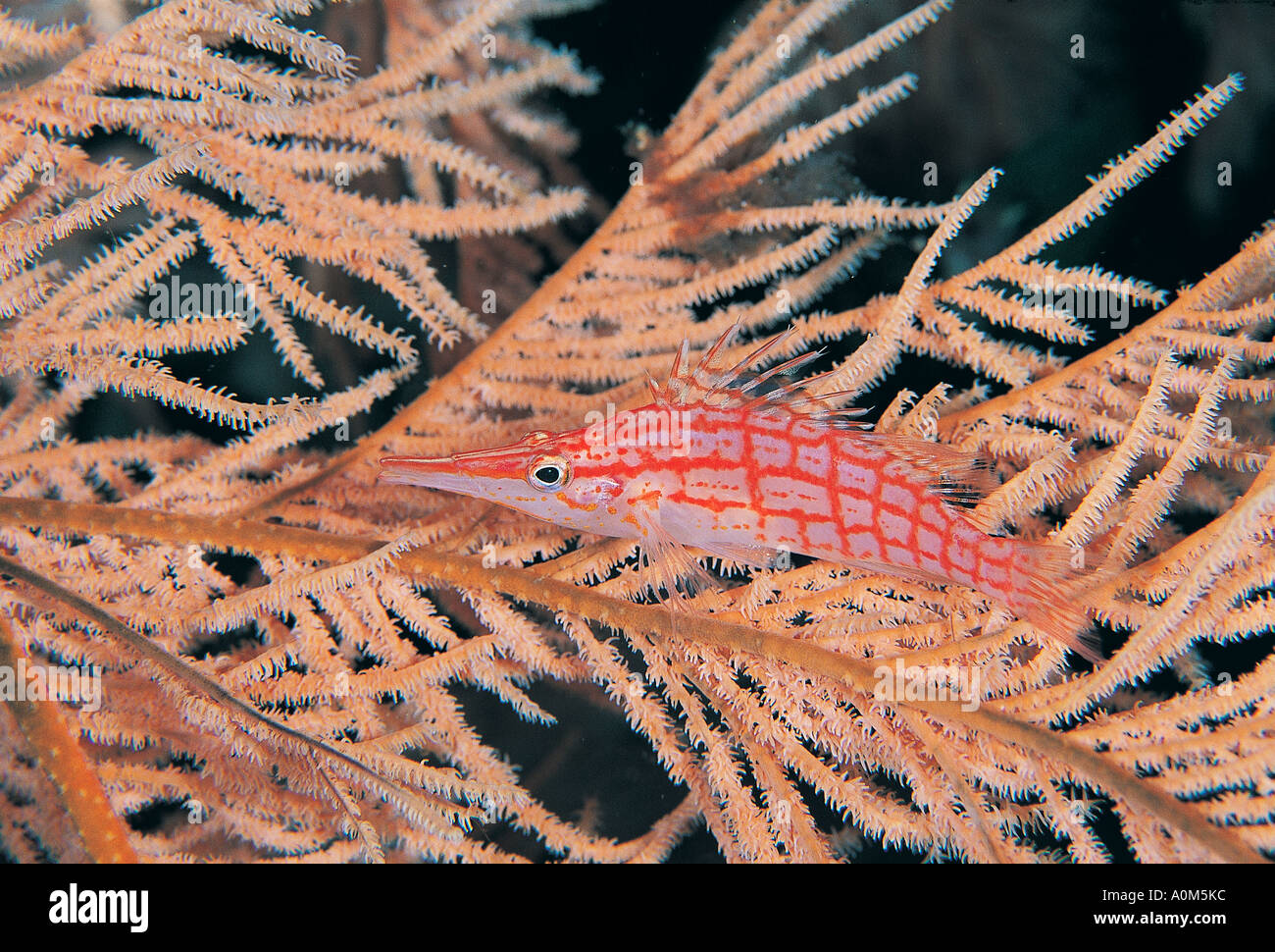 Long nose hawkfish, Oxycirrhitus typus, hiding between soft coral ...